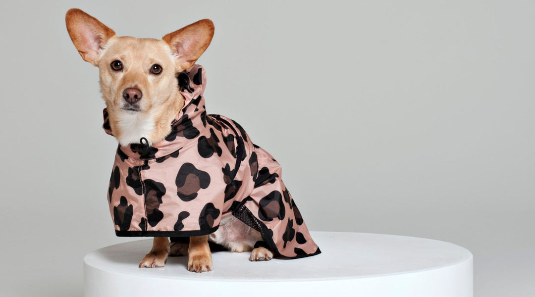 Rainponchos for dogs | Sustainable fashion | IVALO.COM